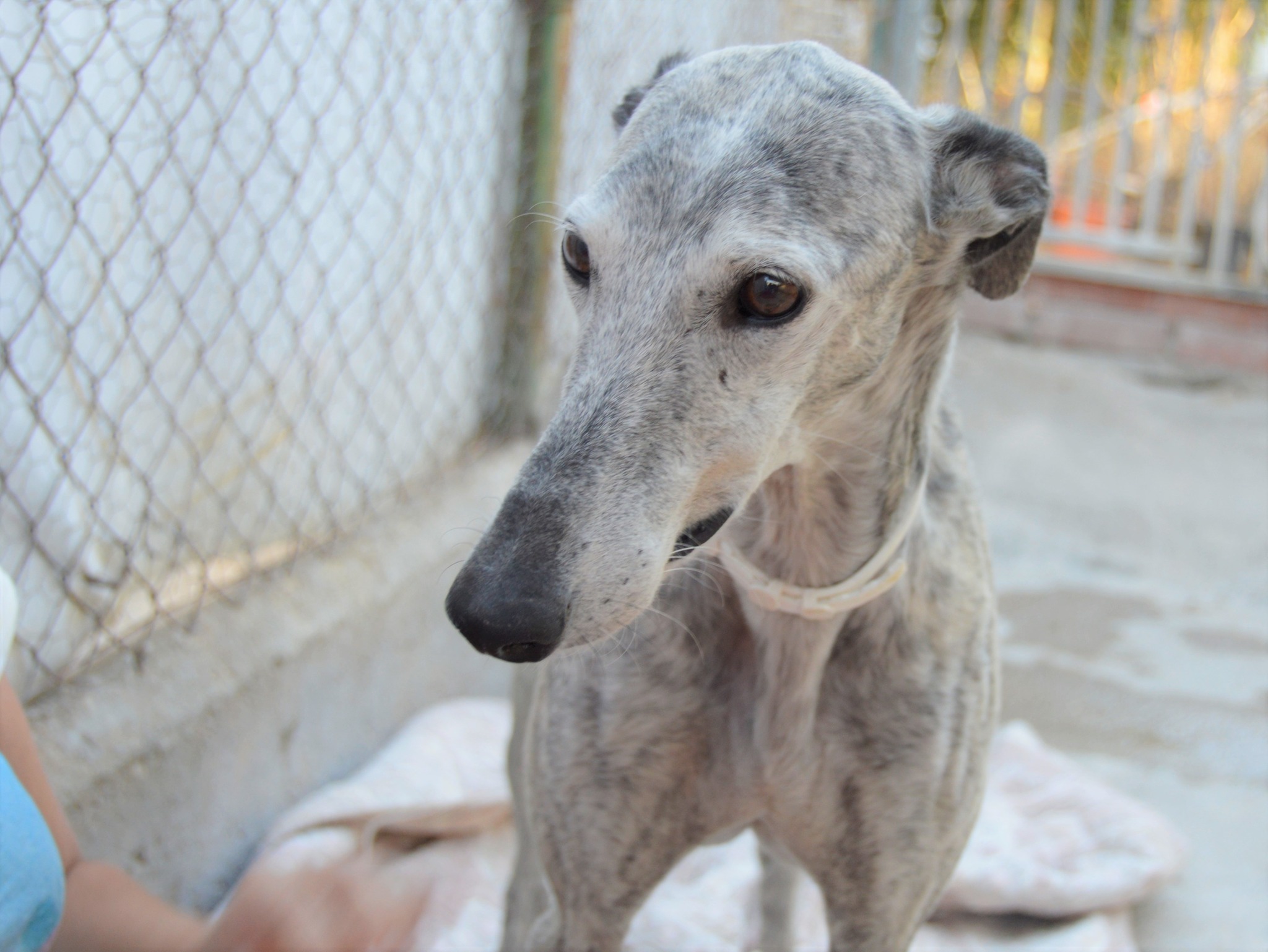 Olivia…adoptee | Lévriers du sud